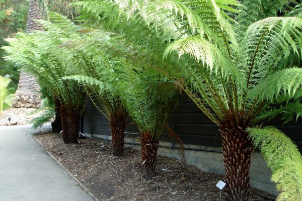 Tree Ferns – Crawford Ferns Dorset