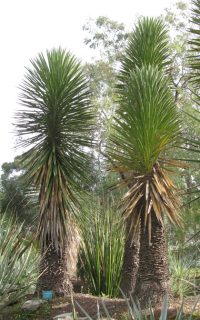 Yucca decipiens – Crawford Ferns Dorset