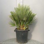 Palm Trees – Crawford Ferns Dorset