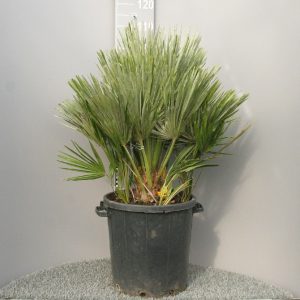 Palm Trees – Crawford Ferns Dorset