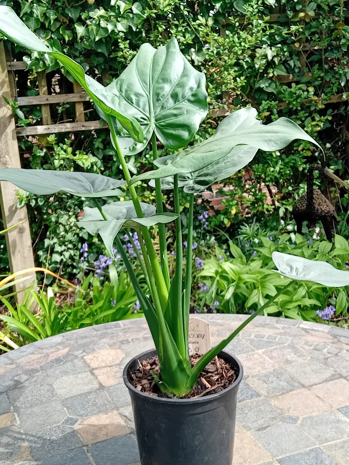 Crawford Ferns Dorset – Hardy ferns and exotic plants